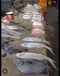 Gambian women in grip of frustration over rising fish prices - The Point