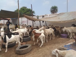 Concerns mount over high cost of rams amid Eid - The Point