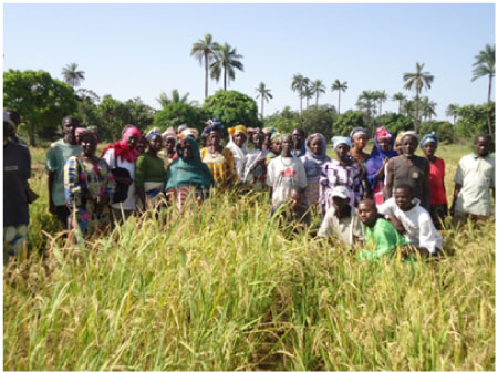 Rice growers embark on varieties selection - The Point