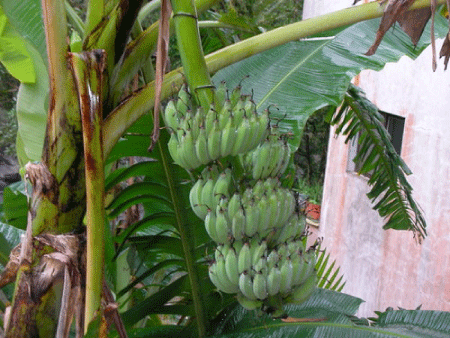 ROC embassy holds banana testing - The Point