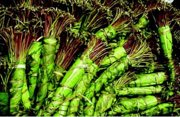Khat banned in UK - The Point