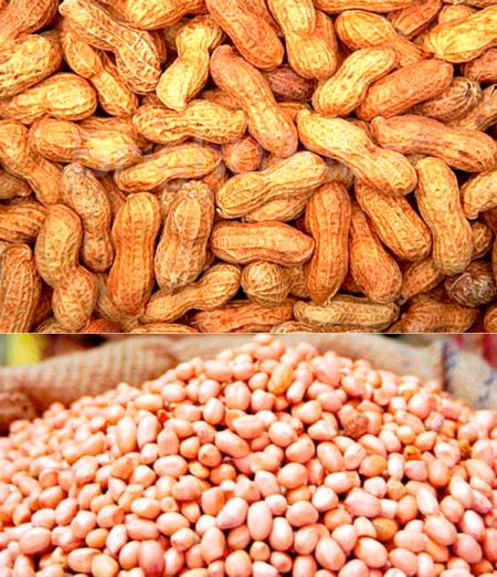 Buyer-Seller workshop for groundnut value chain stakeholders wraps up ...