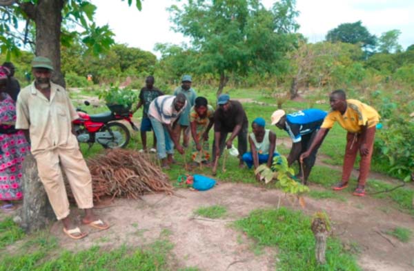 AFES plants 27,290 saplings of tree species in Darsilami, Karantaba and ...