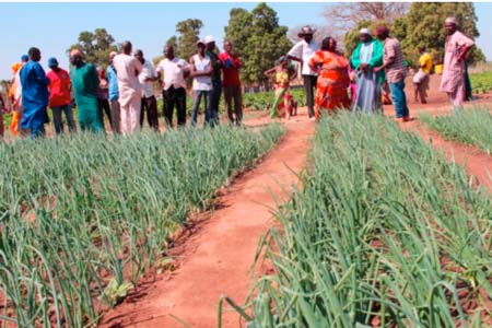 DoA, FAO Joint Press Release on Visits to Mdg1c Gardens - The Point